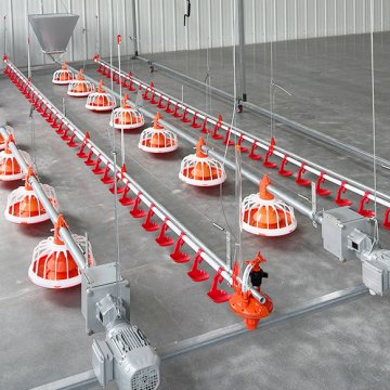 Automatic Chicken Feeding Line System For Poultry Farms | Efficient ...